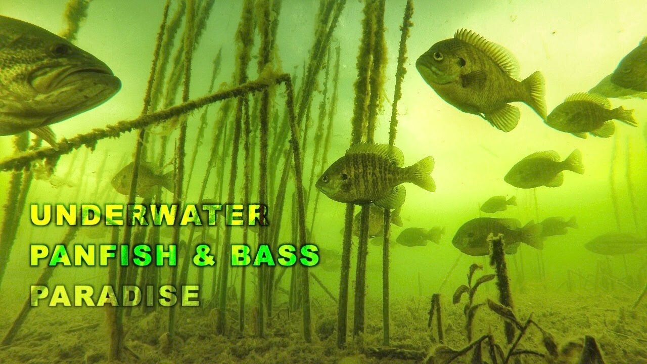 Big Panfish and Bass Underwater Video - YouTube