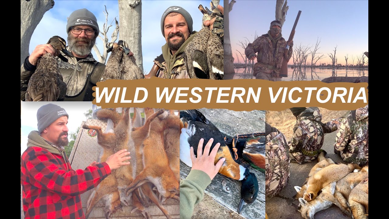 Wild Western Victoria || Duck Hunting & Fox Drive with Honker Hunters ...