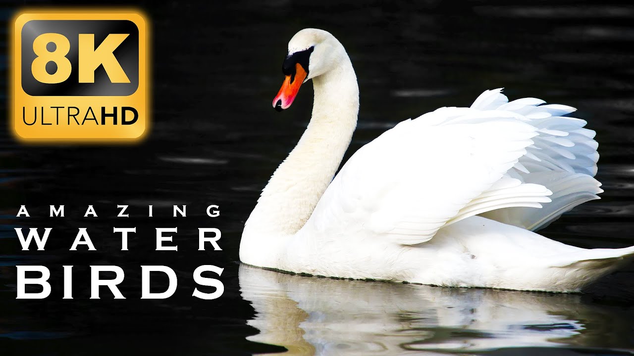 AMAZING WATER BIRDS 8K Video Ultra HD 60fps HDR - YouTube