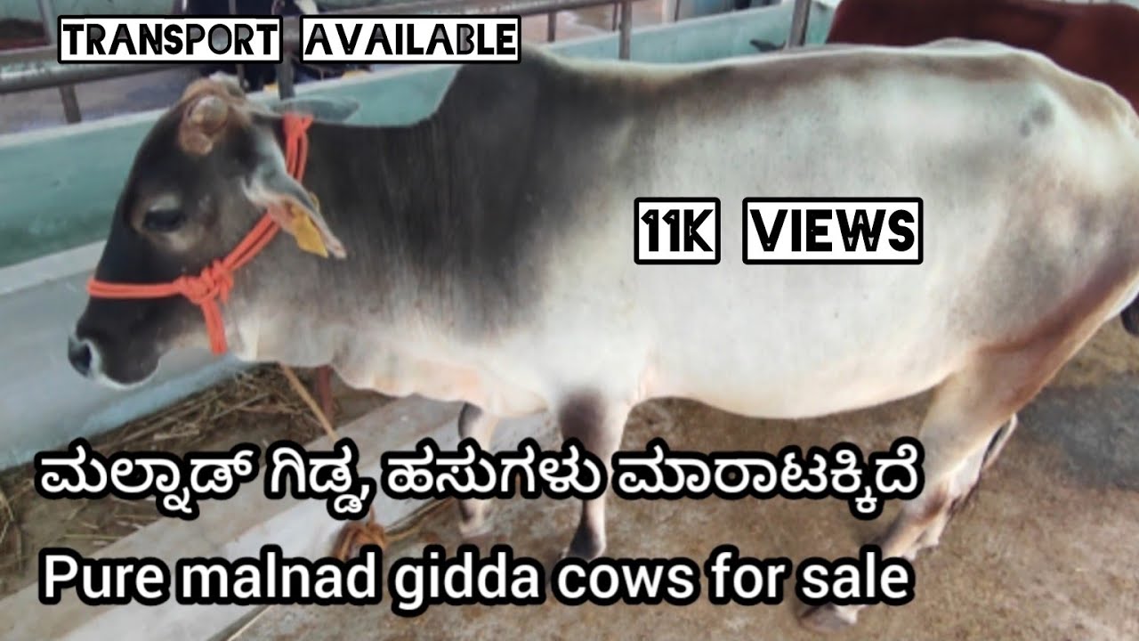 malnad gidda cow for sale ಮಲ್ನಾಡ್ ಗಿಡ್ಡ ಹಸು ಮಾರಾಟಕ್ಕಿದೆ near bangalore ...