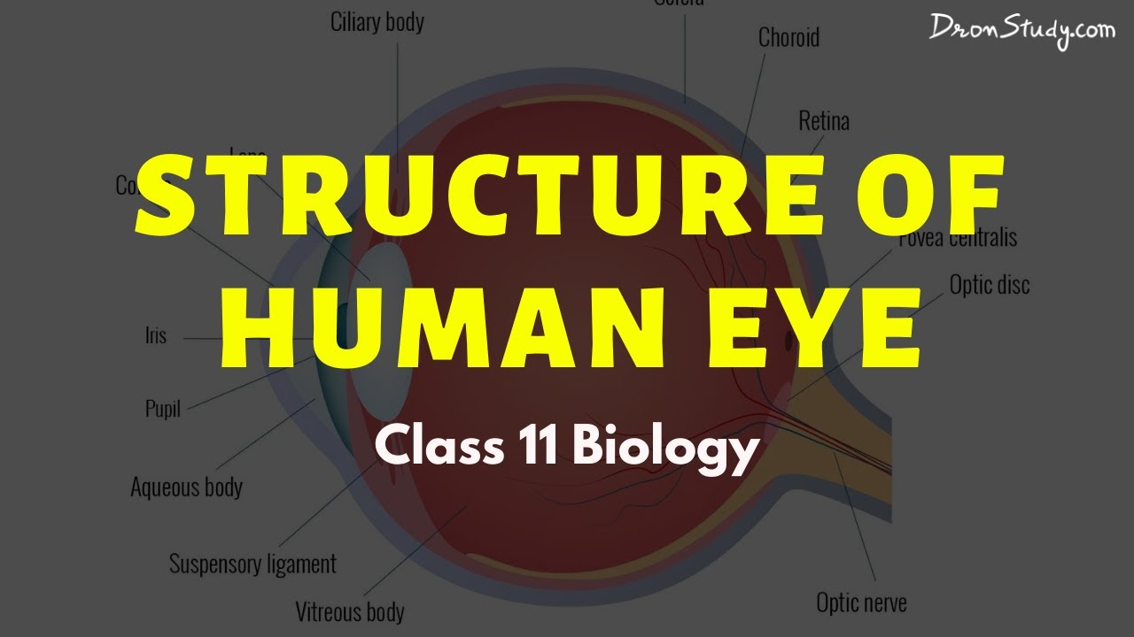 Structure Of Human Eye Class 11 Biology YouTube structure-of-human-eye-class-11-biology-youtube