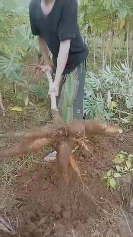 Ngarabut singkong alias dangder gays 🤭 - YouTube