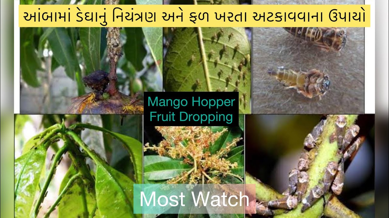 આંબામાં ડેઘાનું નિયંત્રણ અને ફળ ખરતા અટકાવવાના ઉપાય #mango hopper and ...