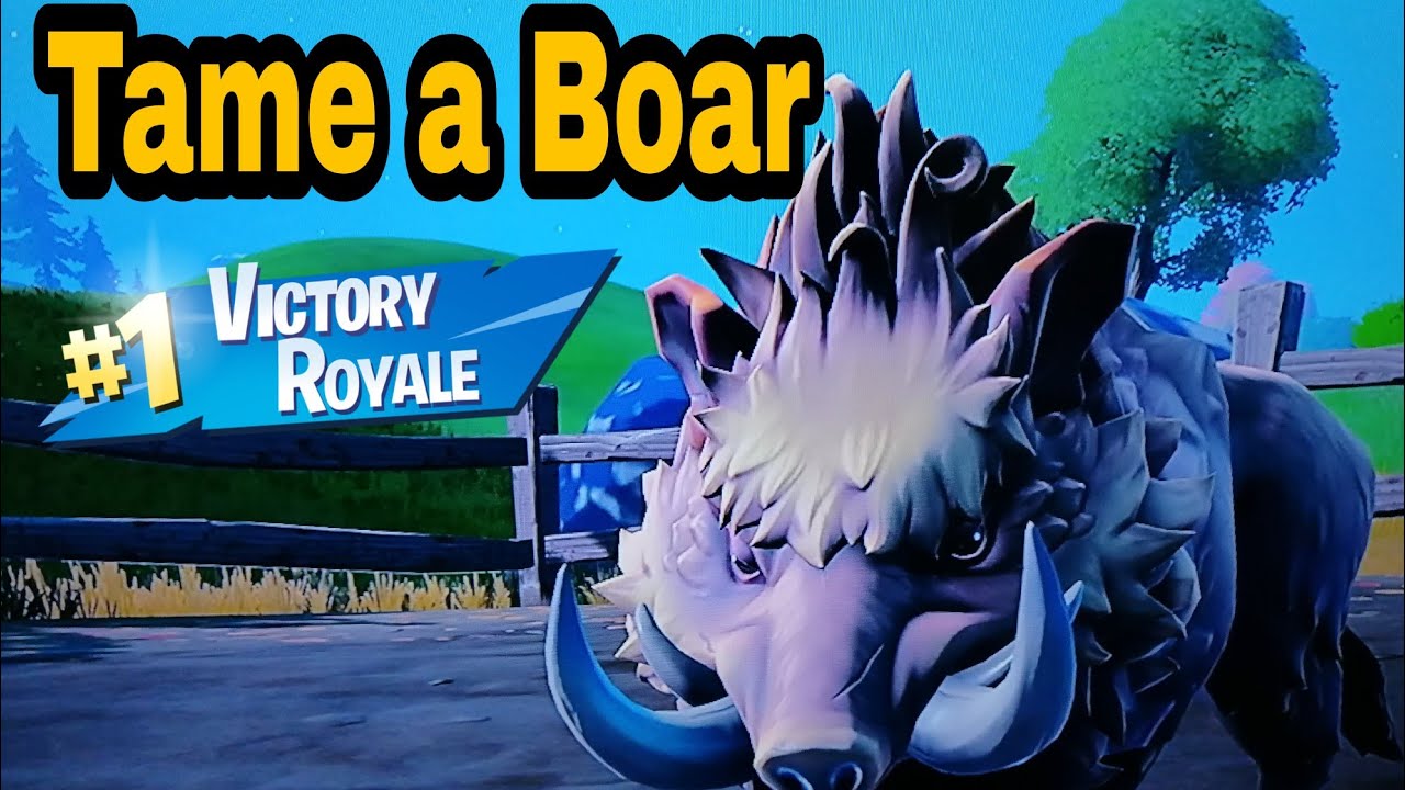 Tame a Boar (How to Tame a Boar) - Fortnite - YouTube