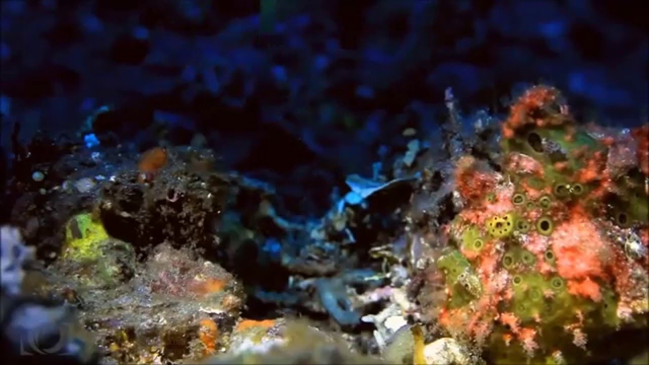 Amazing monster Frogfish Finds Nemo 2016 - YouTube