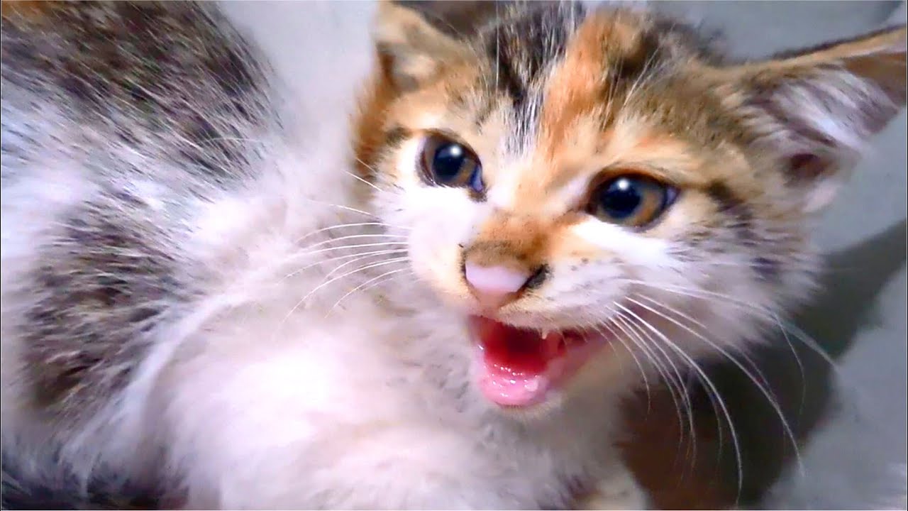 Scared Kitten Angry & Hissing Me But Other Kitten Is Playing - Cats ...