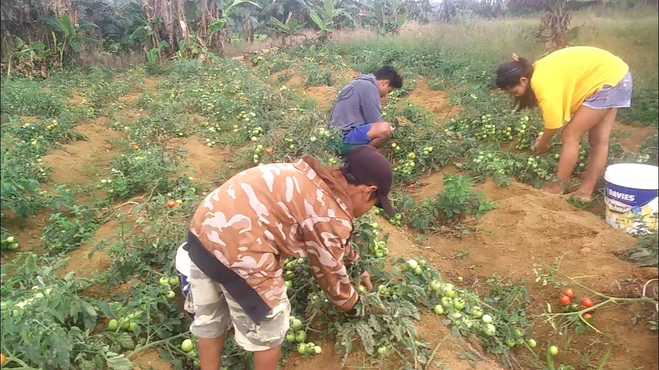 Yong Unang blessings na Kamatis Harvest time sa taniman ng Kamatis ang ...