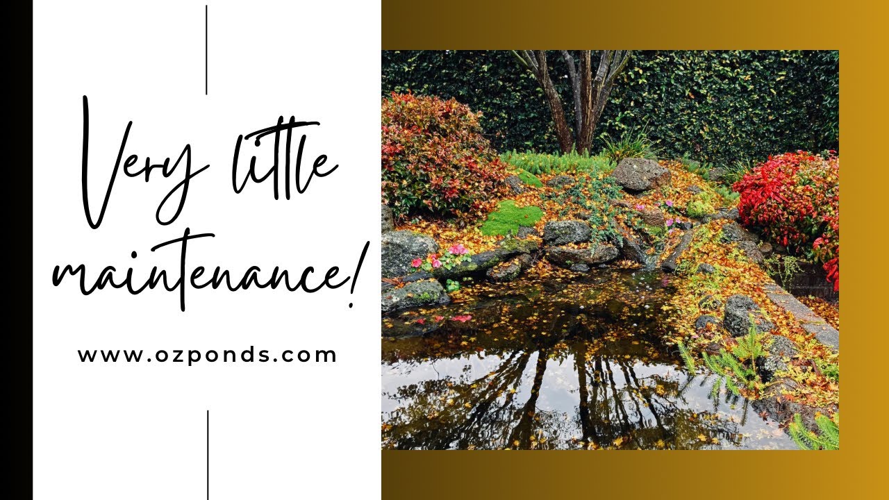 Maintaining a backyard garden pond under trees - YouTube