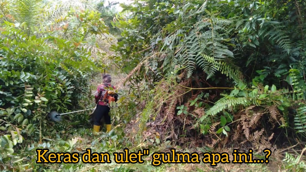Mesin rumput, kekuatan mesin di uji, lahan semak seperti ini - YouTube
