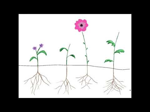 Drawing for Kids | Fabulous Flowers & Roots - YouTube