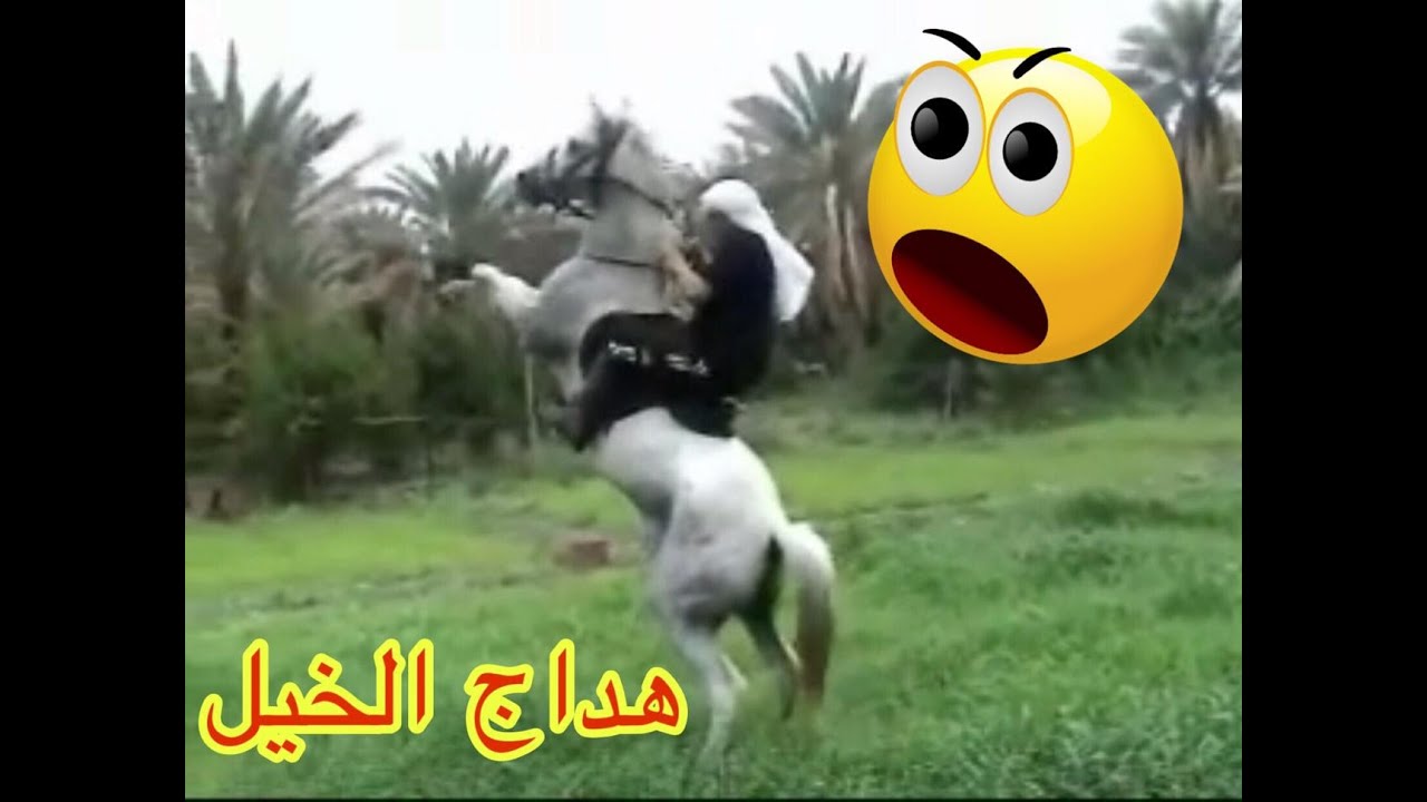 فارس الخيل Youtube