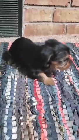 Yorkie Puppy October 14th 2021 (Lizzy) - YouTube