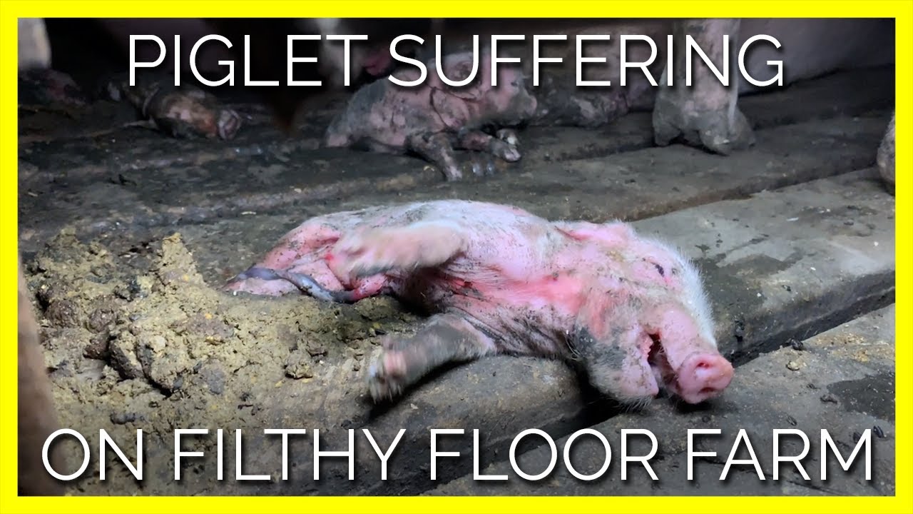 Tiny, Frail Piglet Suffering on Floor of Filthy Farm - YouTube