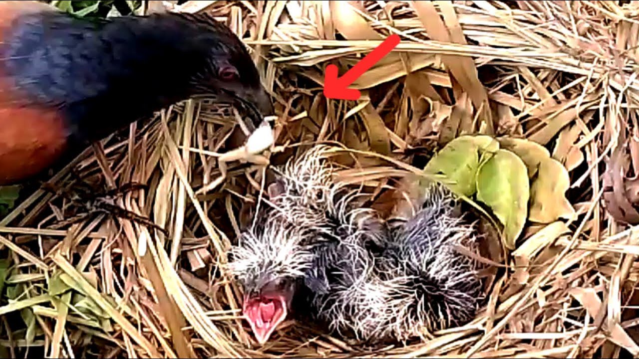 Greater coucal Birds give frogs to feed their babies - YouTube