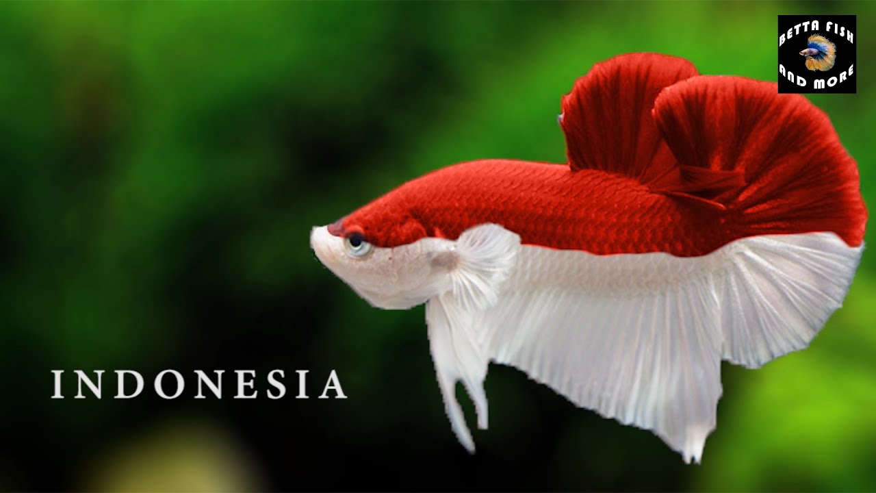 Country Flag Betta Fish | will it be possible to look like this? - YouTube