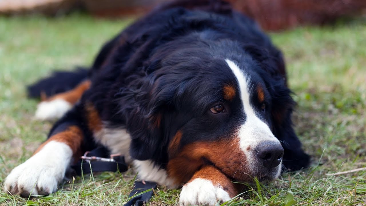 9559582How do Bernese Mount - YouTube