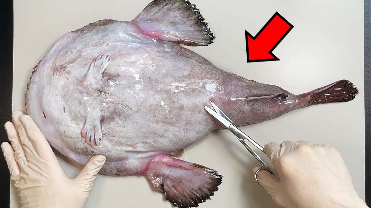 Strange Organ Inside an Anglerfish !- Anglerfish Dissection - YouTube