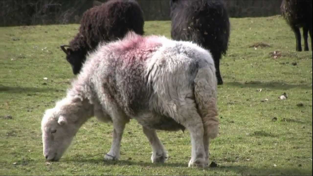 Queendown Warren Lamb - Kent Wildlife Trust - YouTube