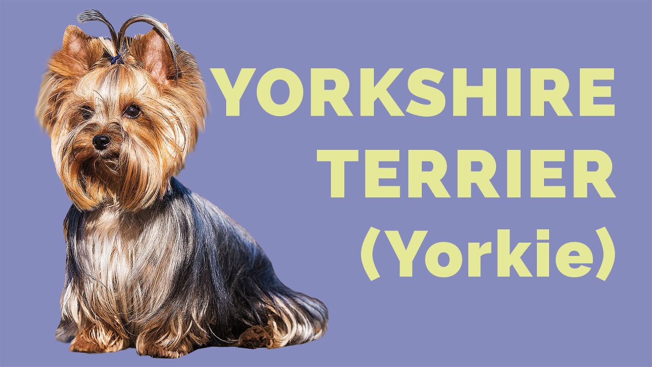 Perro YORKSHIRE TERRIER (Yorkie): CARACTERÍSTICAS de la raza, CUIDADOS ...