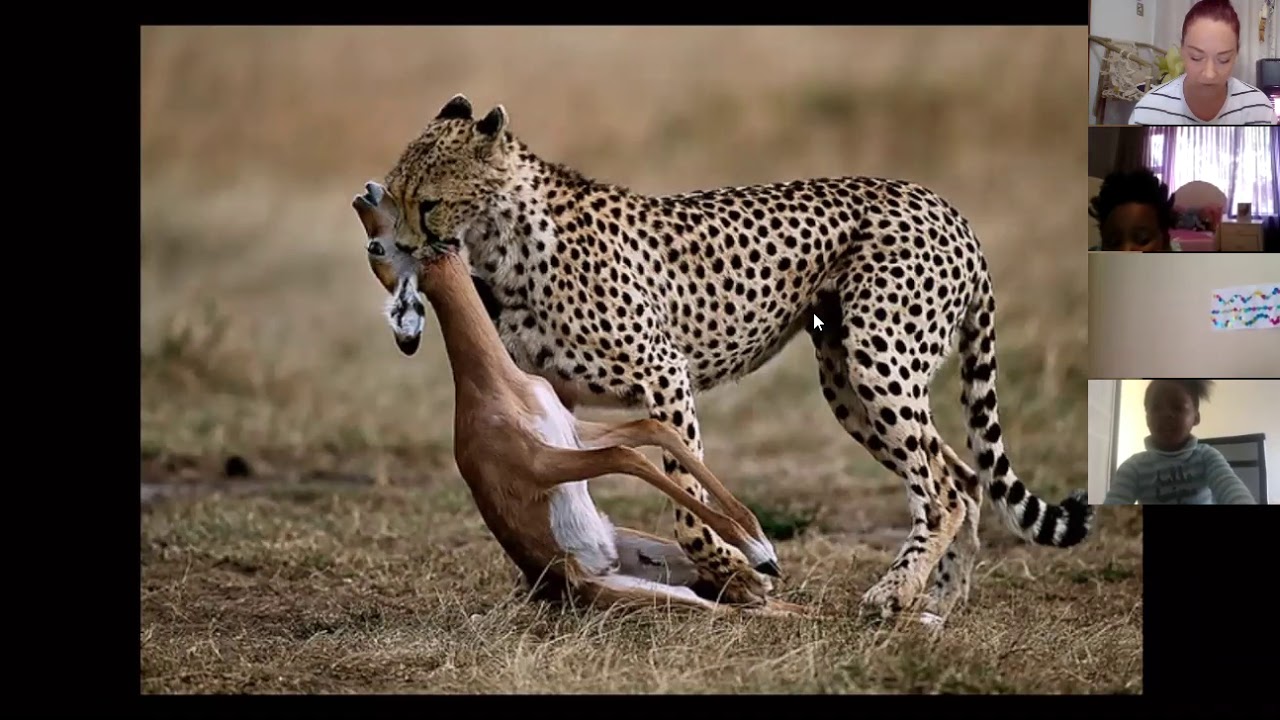 How the cheetah got her tear marks - YouTube