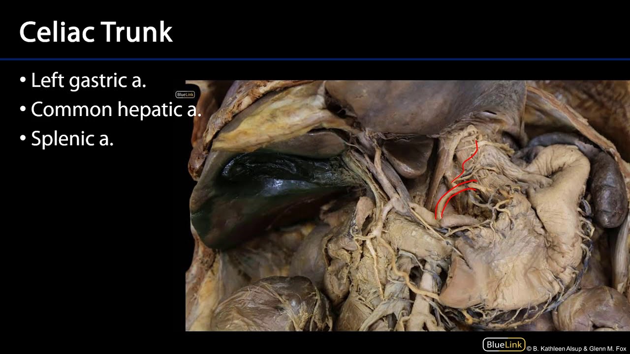 Celiac Trunk Stomach, Liver, and Spleen SDV - YouTube