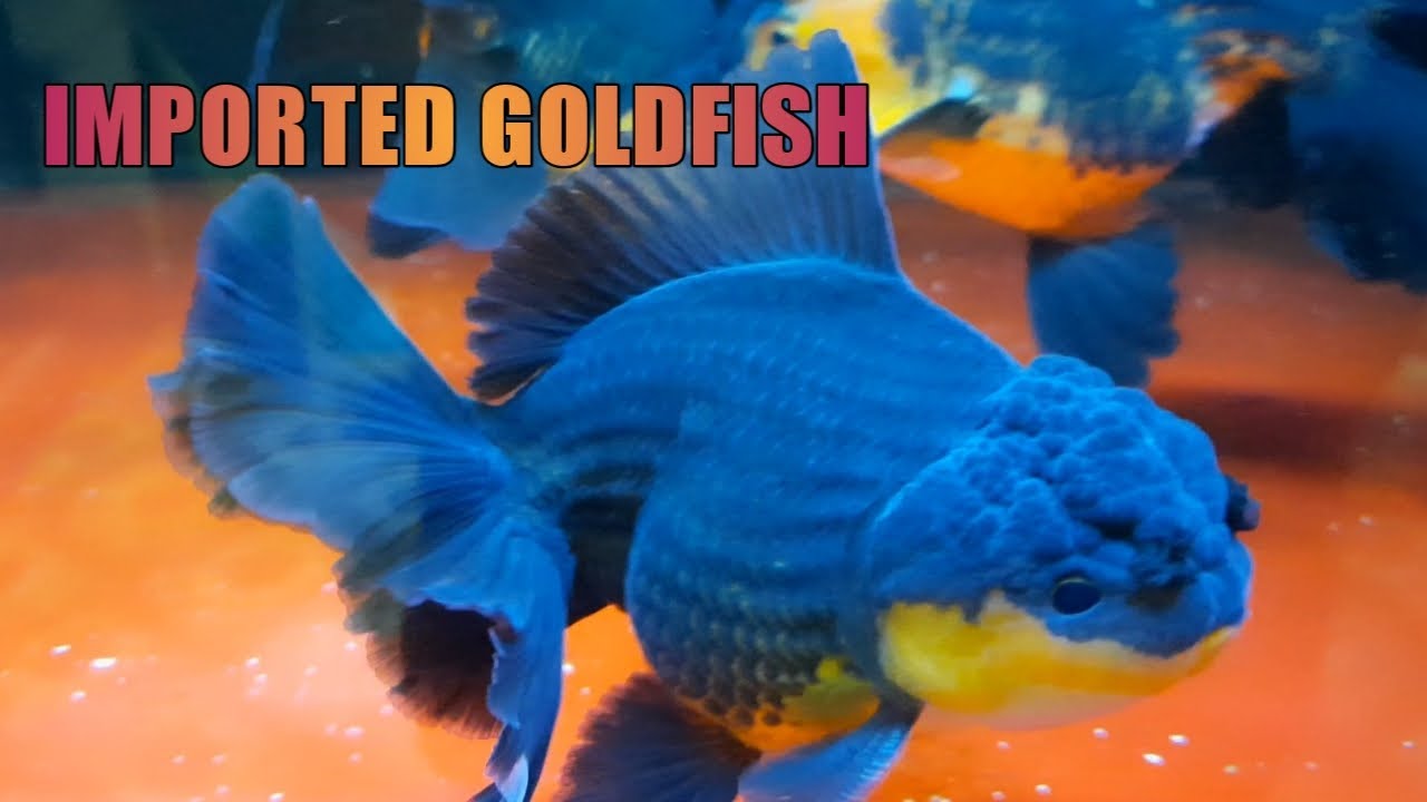NAKAKITA KA NA BA ng IMPORTED NA GOLDFISH? #ISDA1NE #SHARETHELOVE # ...