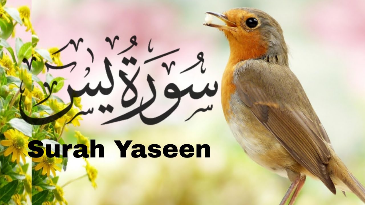 Surah Yasin (Yaseen) Full.most beautiful recitation - YouTube