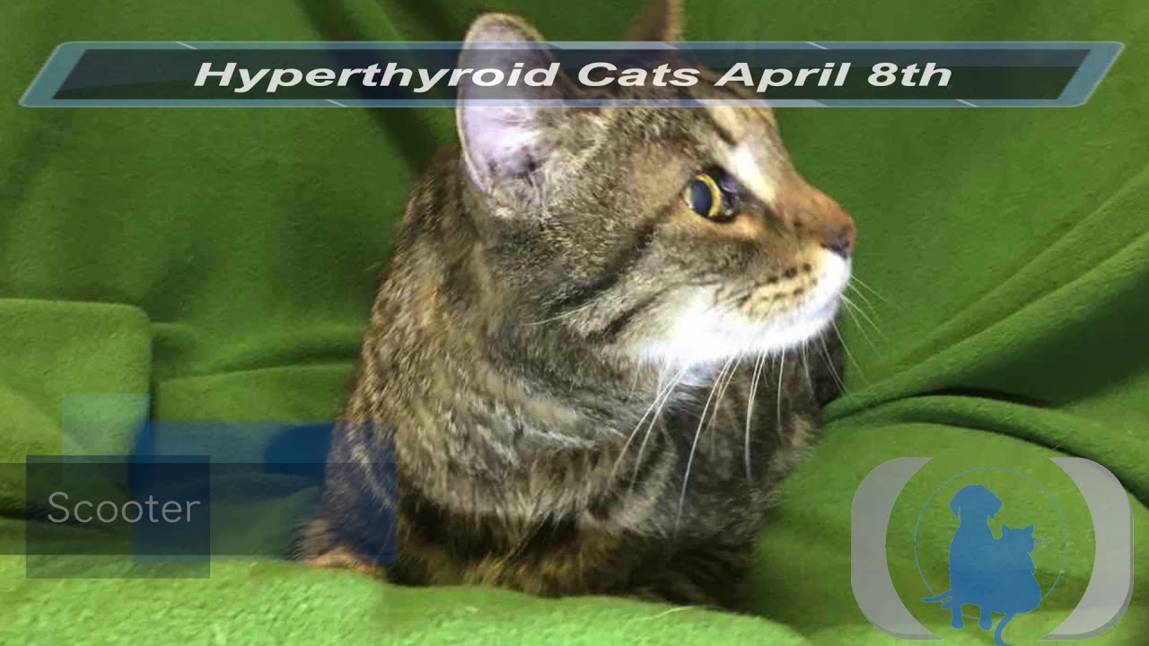 Hyperthyroid Cats April 8th - YouTube