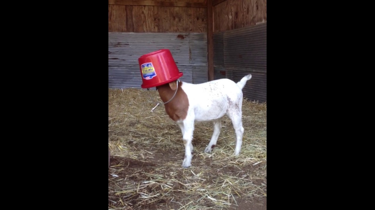 Silly goat with bucket on his head - YouTube