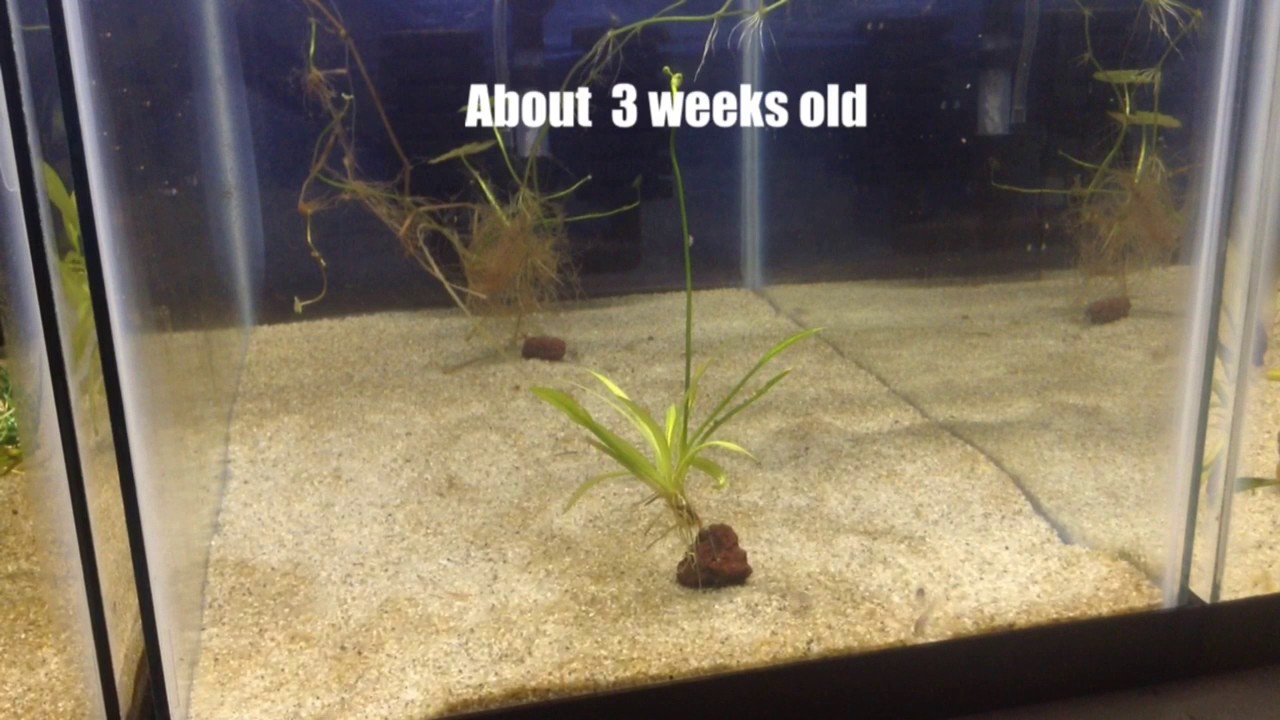 Corydoras fry progress - YouTube