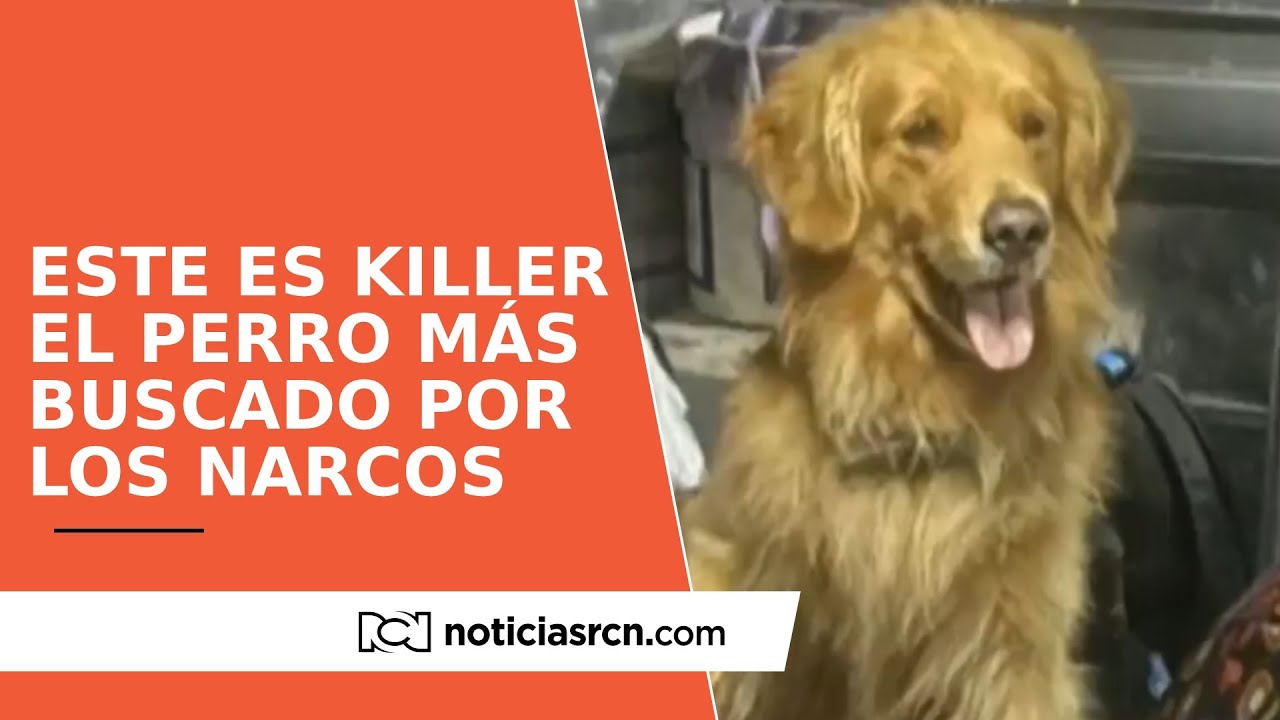 ‘Killer’ el perro antinarcótico más amenazado del país - YouTube