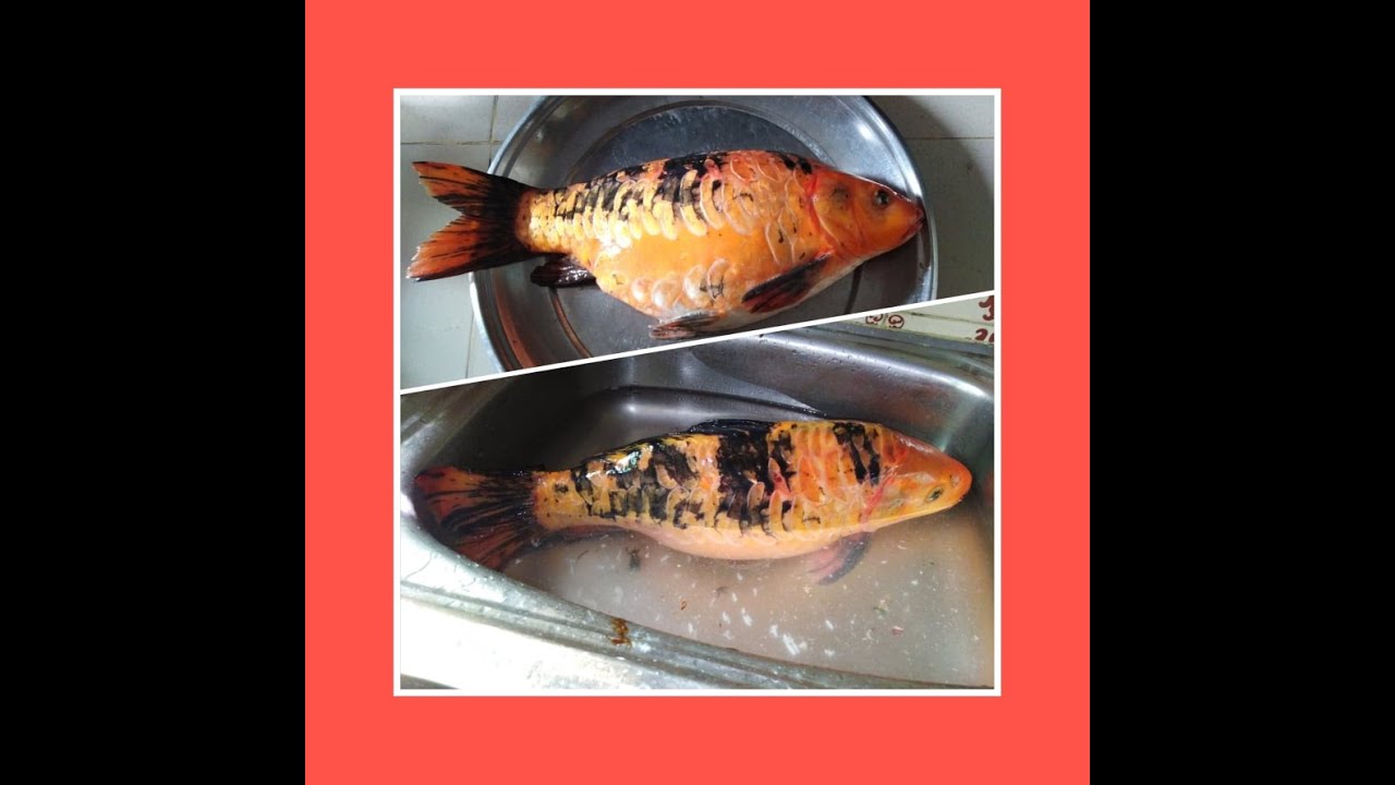 পুকুরে কত বড় হয় কৈ কার্প, koi carm acuriam fish growth in pond - YouTube