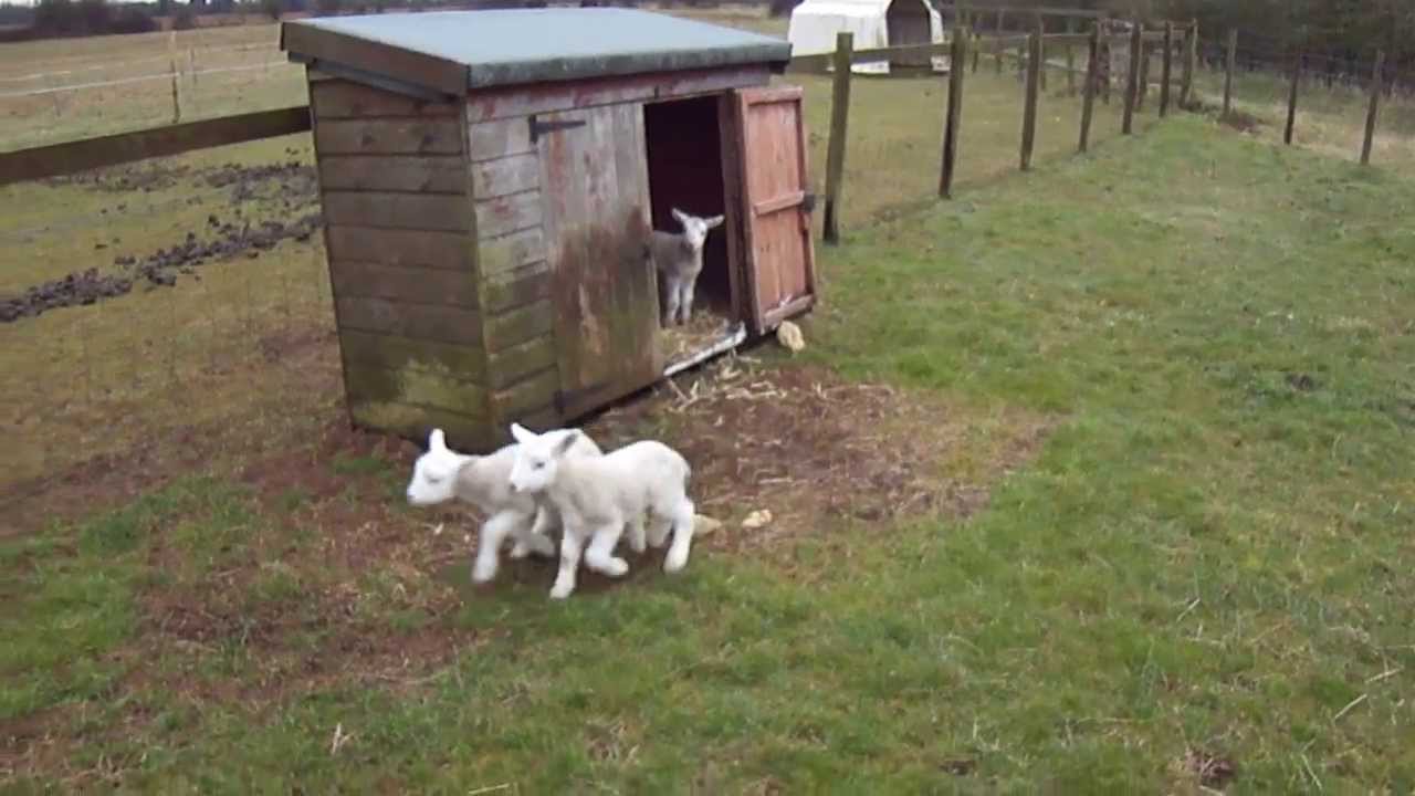 Our little lambs in "a hop, skip & a jump". - YouTube