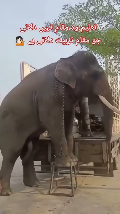 %23shortvideo %23viralvideo %23animallover %23shortvideo %23viralvideo 