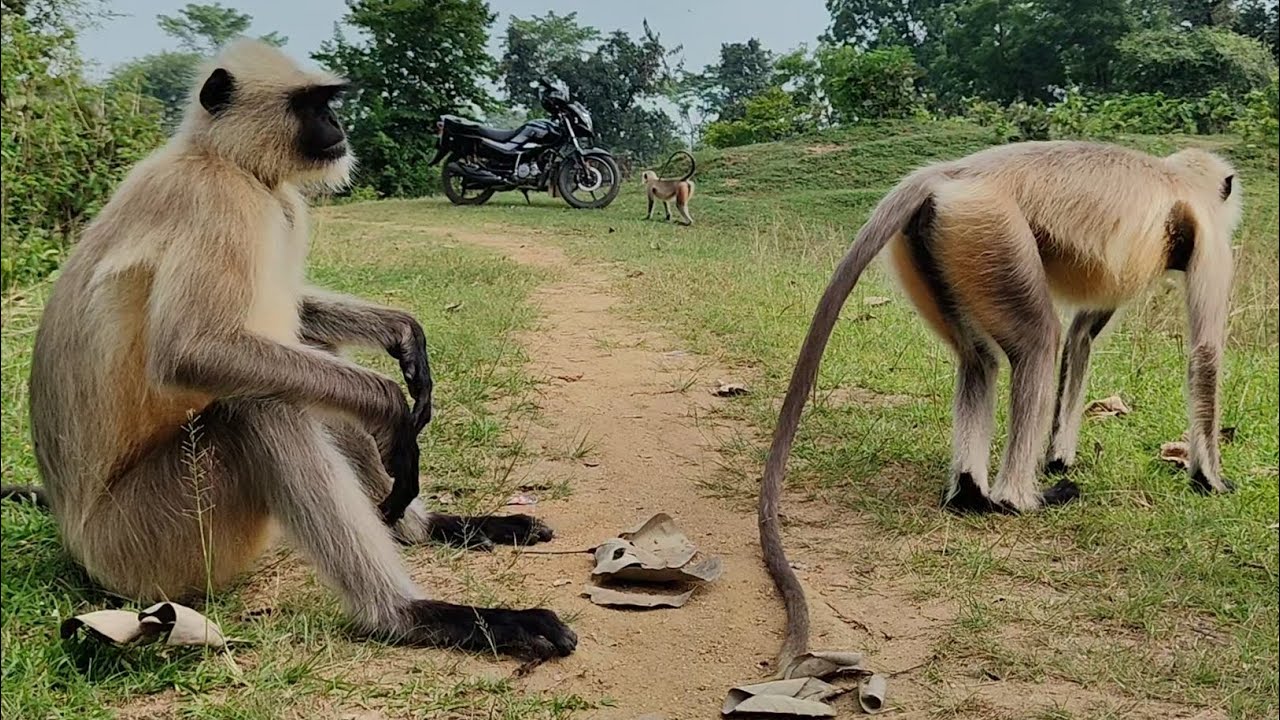 Langur Monkeys Village Life 🐒 | Funny Monkey Activities in Nature ...