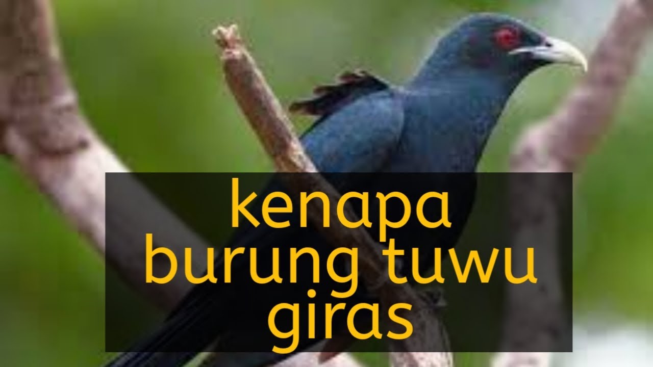 Kenapa burung tuwu giras - YouTube
