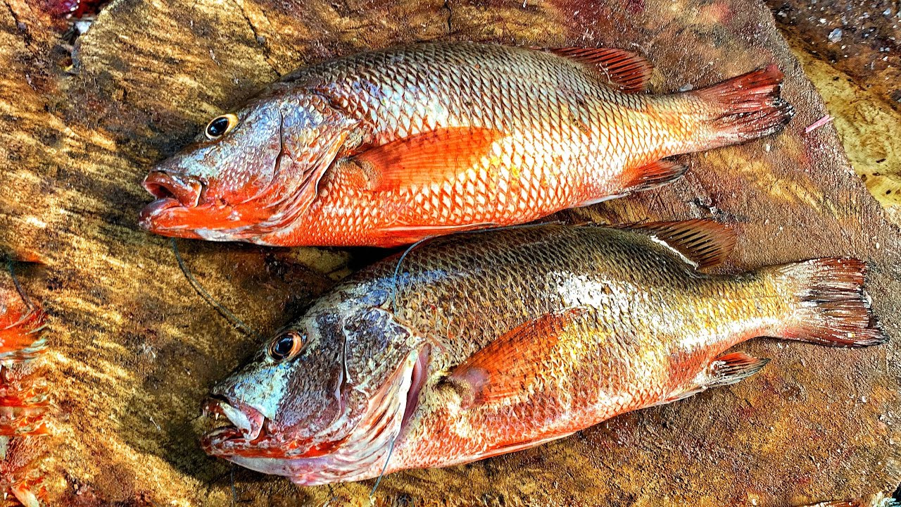 RED SEA BASS KODUVA FISH CUTTING🔪🔥MOST DEMAND FISH IN SEAKF FISH CUTS ...