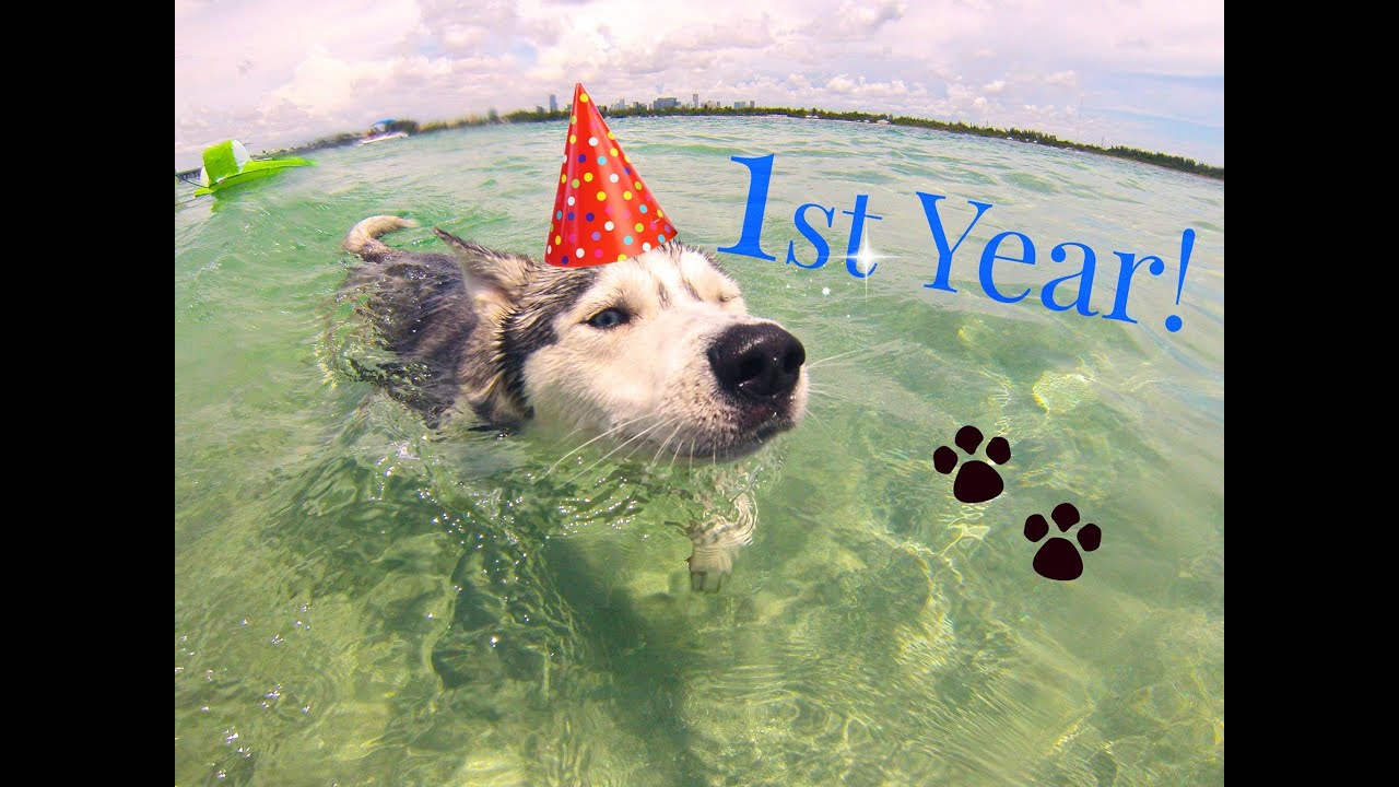 Gohan The Husky's 1st Year On YouTube (Favorite Moments) - YouTube