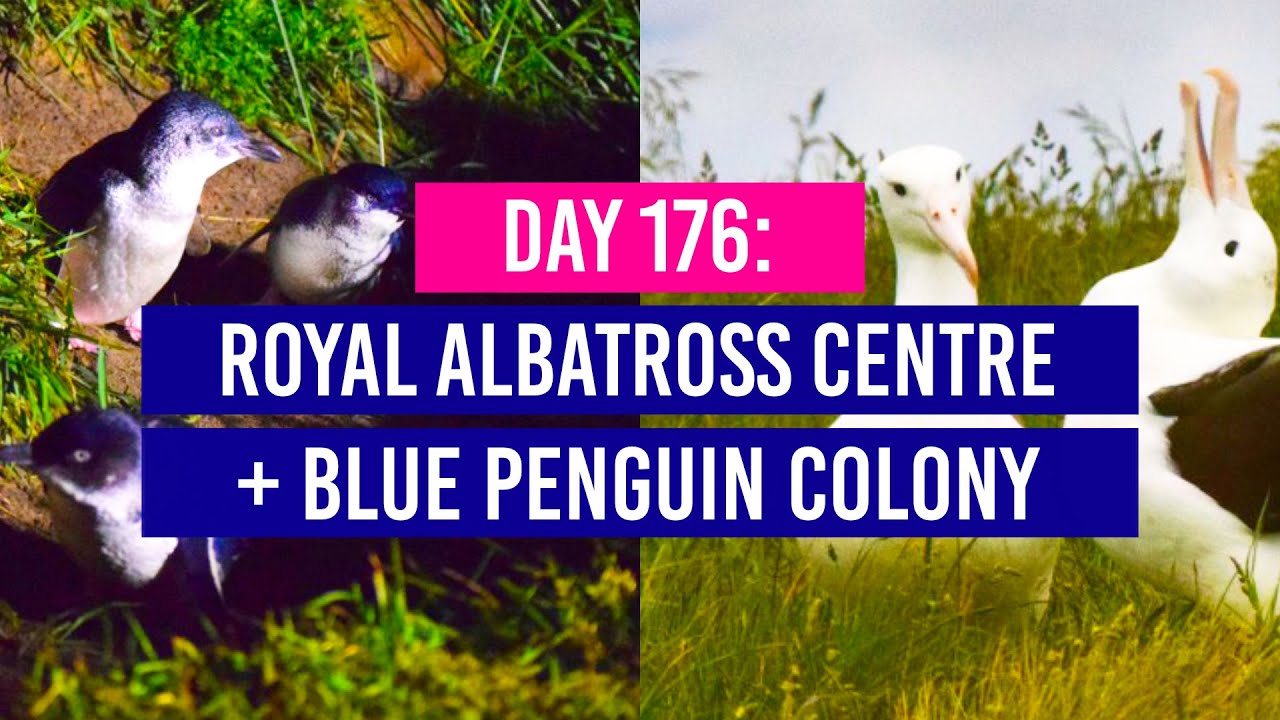 DAY 177 🐧 Royal Albatross Centre + Dunedin Blue Penguin Colony - New ...
