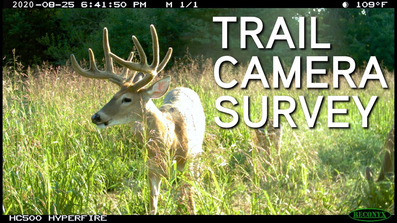 How To Conduct A Trail Camera Survey For Deer - YouTube