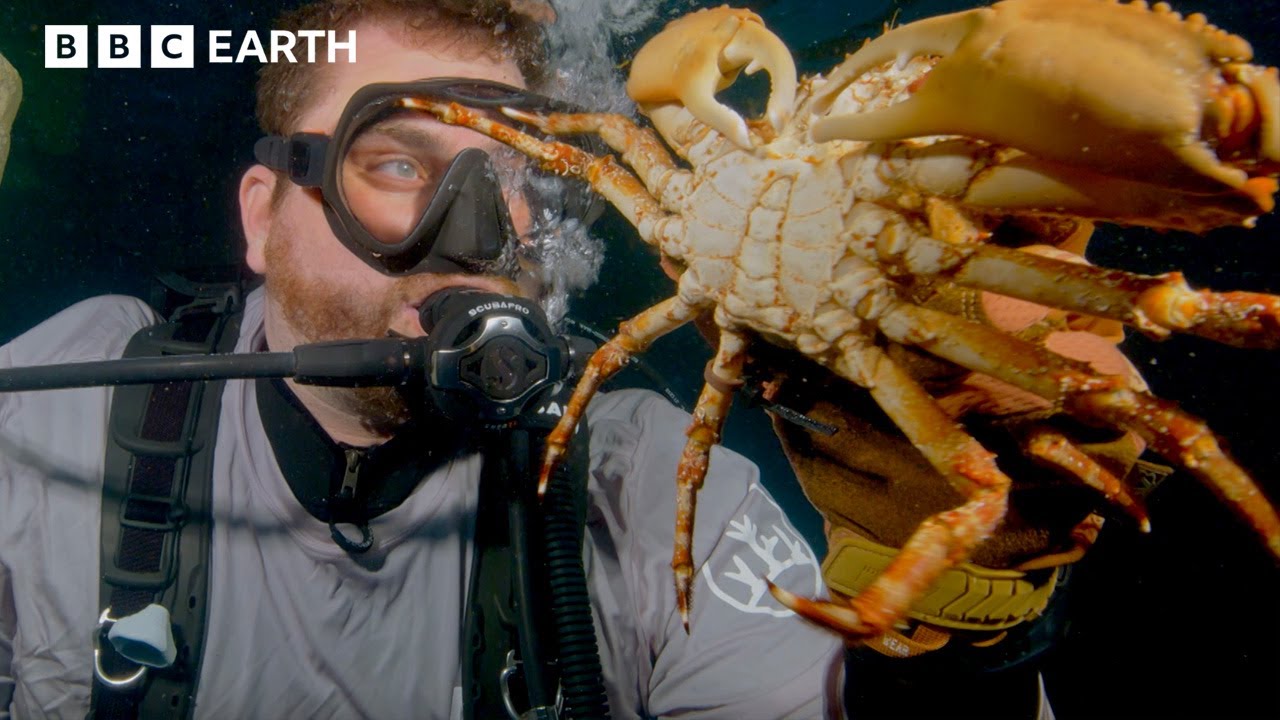 Breeding a Baby Crab Army | Changing Planet: Coral Special | BBC Earth ...