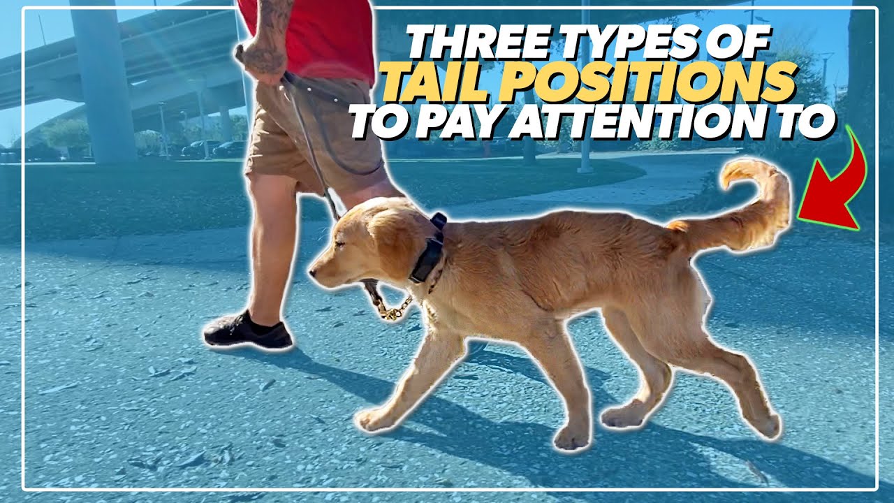 Three Tail Positions Your Dog Could Display - YouTube