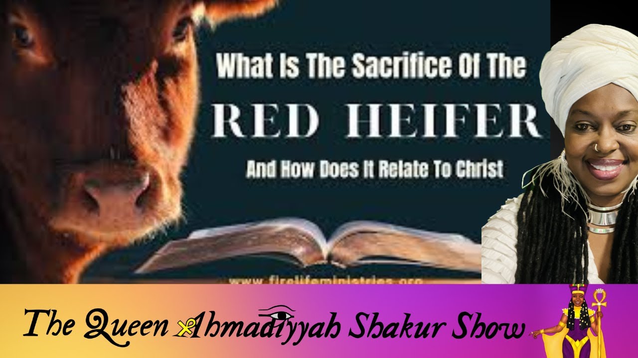 The Red Heifer Sacrifice & Purification Ritual & The Chaos It Could ...