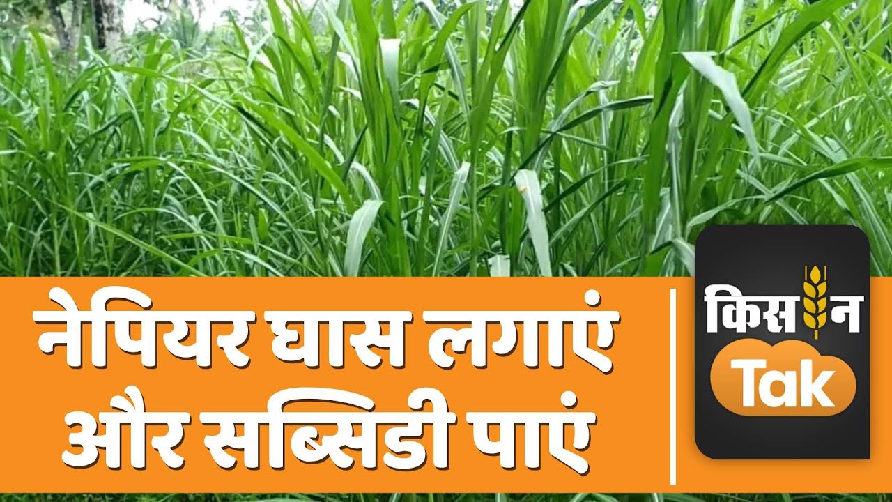 Napier Grass पर सब्सिडी दे रही है ये राज्य सरकार, खत्म होगी चारे की ...