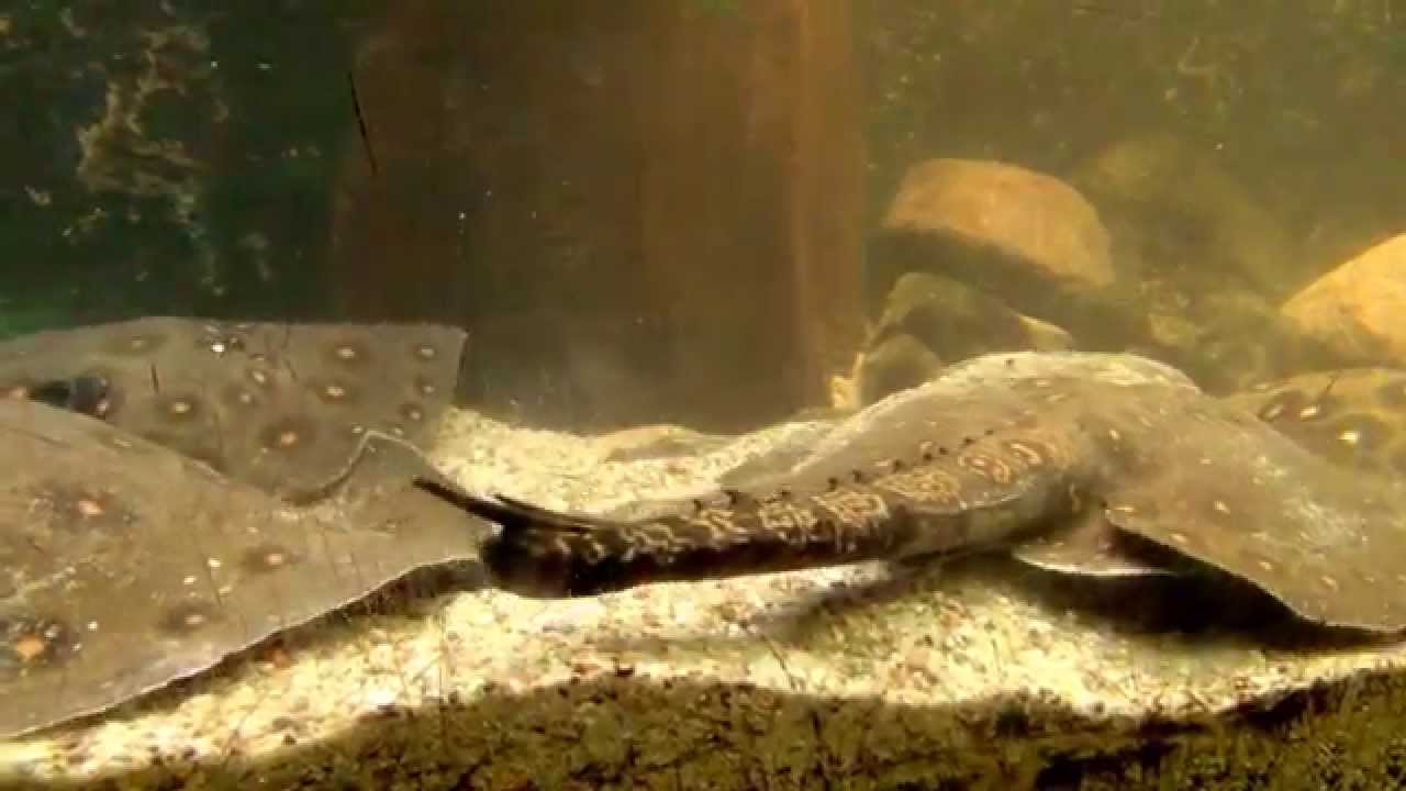 Potamotrygonidae Stingrays in Wroclaw Zoo Płaszczki - YouTube