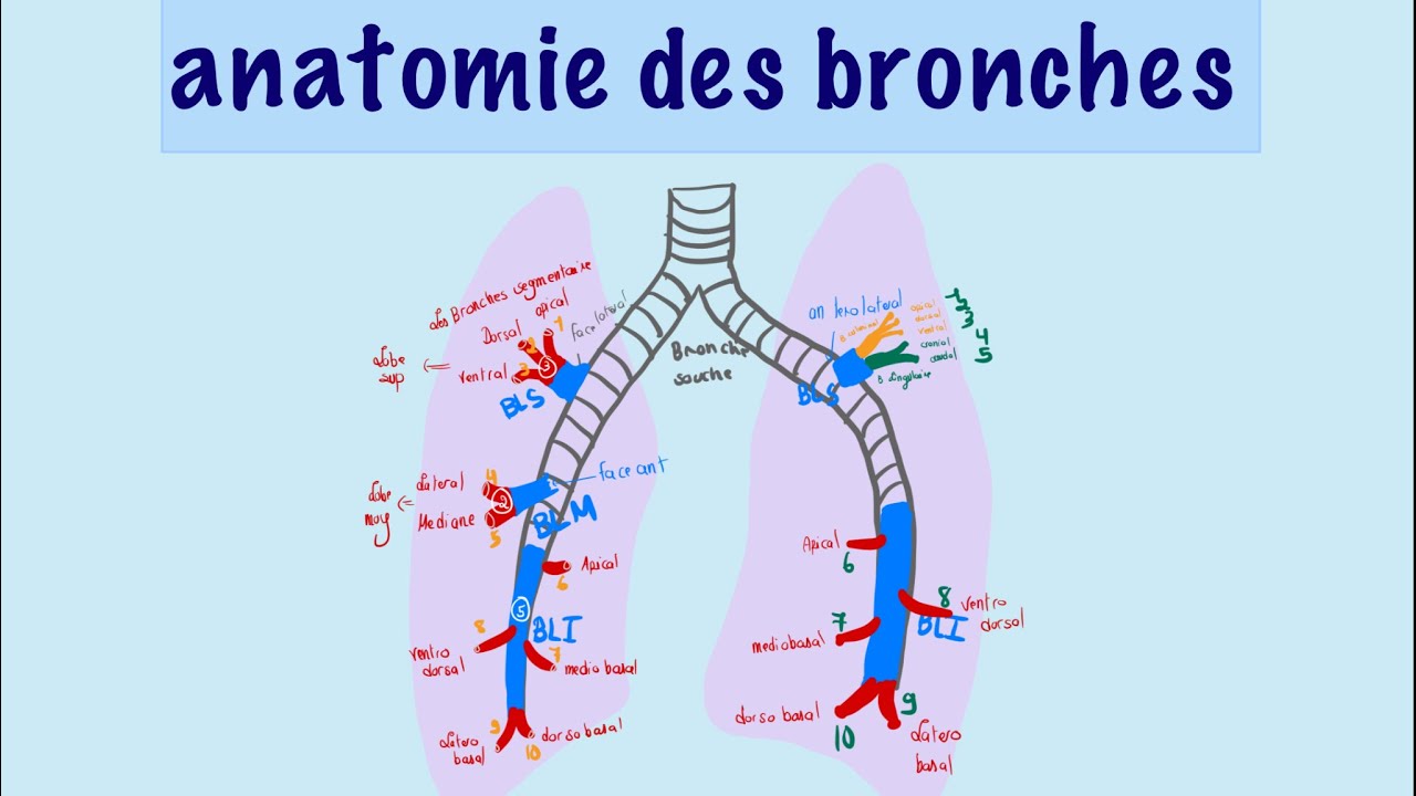 Anatomie des bronches - YouTube