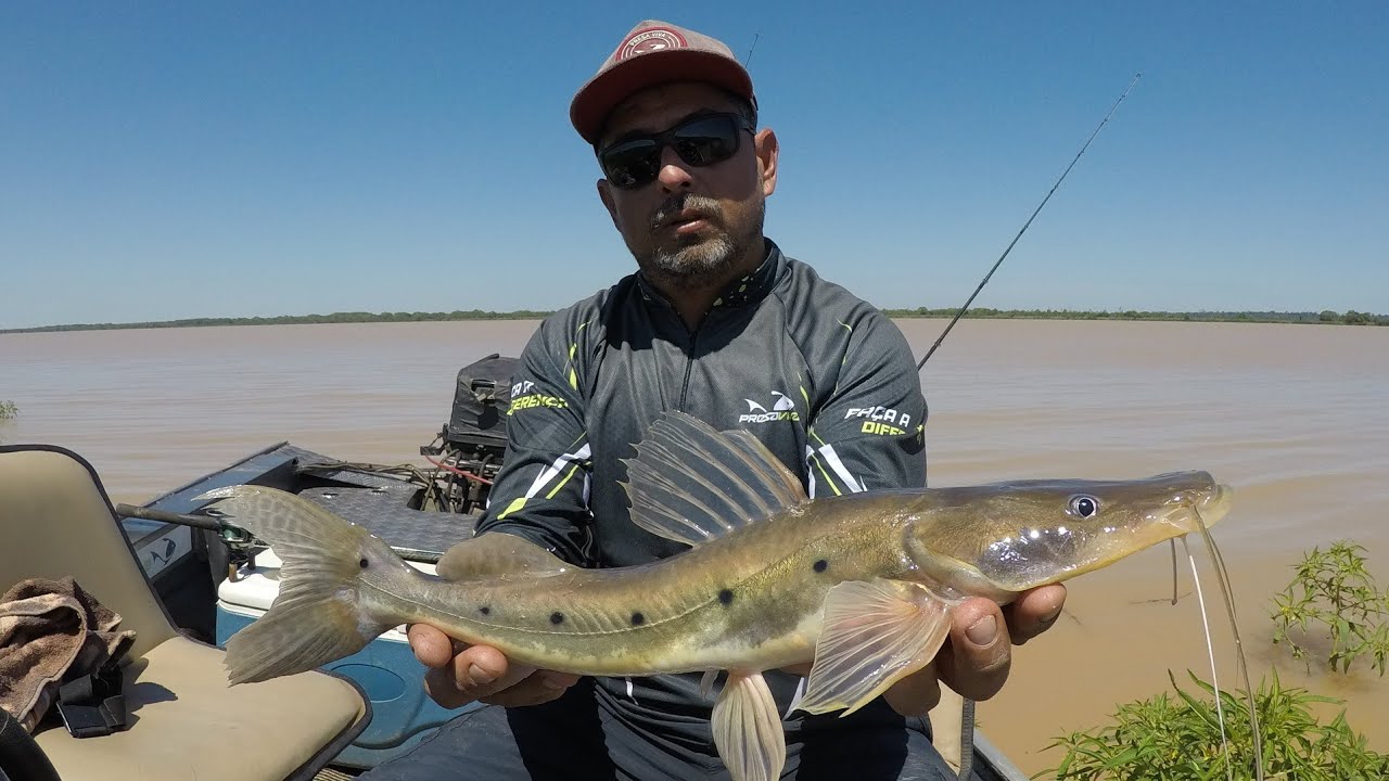 ESSE PEIXE É POUCO CONHECIDO EM NOSSA REGIÃO, Pescaria Rio Madeira ...