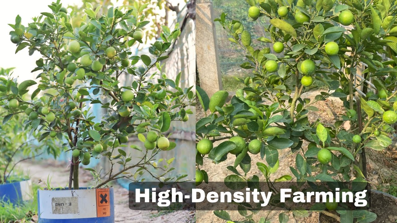 Best Verity for High-Density Commercial Lemon Farming || सगन भगवानी ...