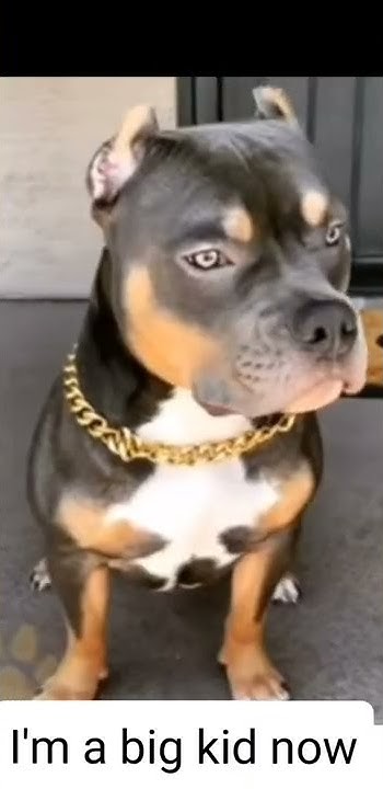 I'm a big kid now (MEME) - YouTube