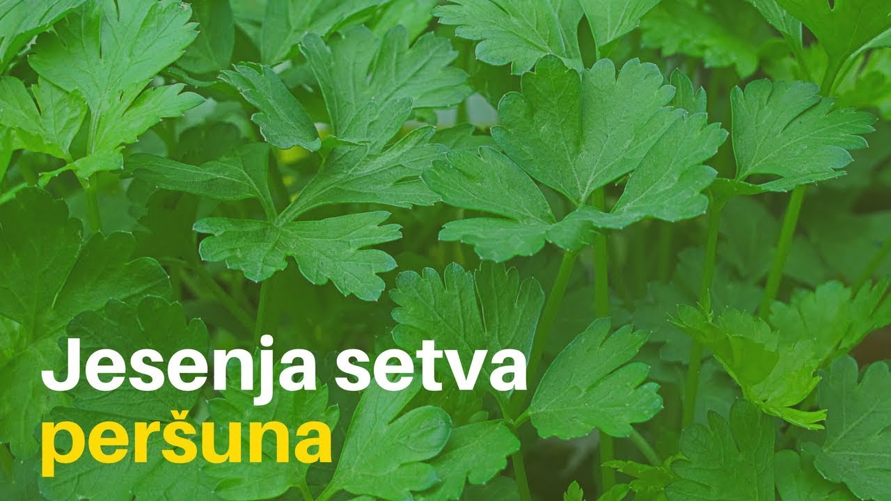 Peršun – omiljeno začinsko povrće naših domaćica - YouTube